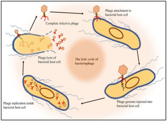 Bacteriophages as Biocontrol Agents in Livestock Food Production