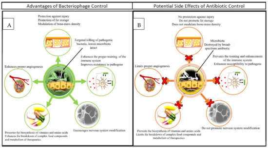 Bacteriophages as Biocontrol Agents in Livestock Food Production