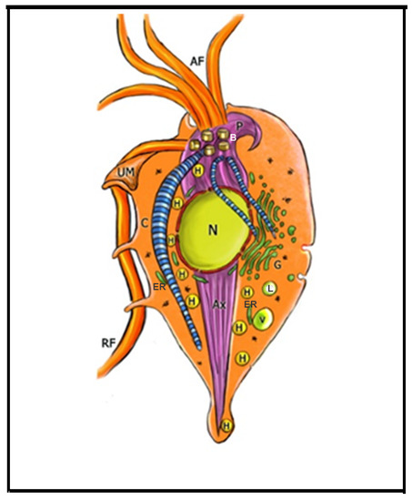 Unusual Cell Structures and Organelles in Giardia intestinalis and ...