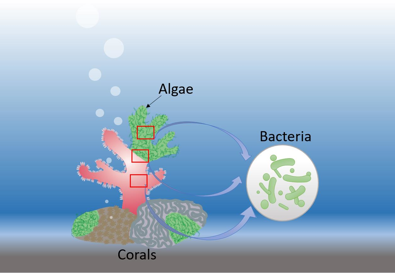 Microorganisms | Free Full-Text | Significant Shifts in Microbial Communities Associated with ...