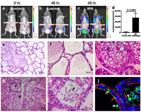 Lipoproteins Are Potent Activators of Nuclear Factor Kappa B in Mammary ...