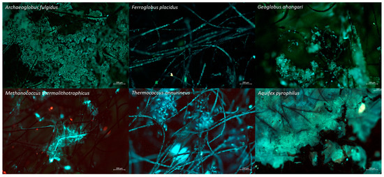 Screening for Hyperthermophilic Electrotrophs for the Microbial ...