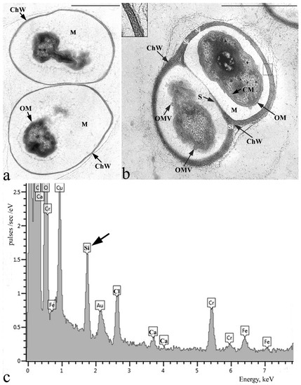 Building a Cell House from Cellulose: The Case of the Soil ...