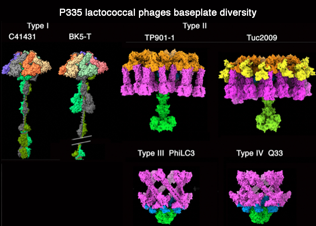 Microorganisms | Free Full-Text | Exploring Structural Diversity among Adhesion Devices Encoded ...