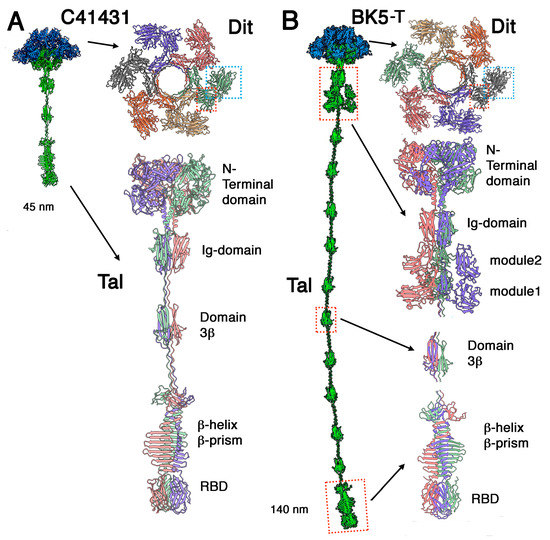 Exploring Structural Diversity among Adhesion Devices Encoded by Lactococcal P335 Phages with ...