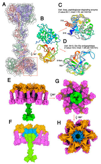 Exploring Structural Diversity among Adhesion Devices Encoded by Lactococcal P335 Phages with ...