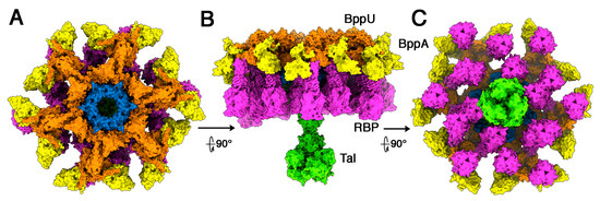 Exploring Structural Diversity among Adhesion Devices Encoded by Lactococcal P335 Phages with ...