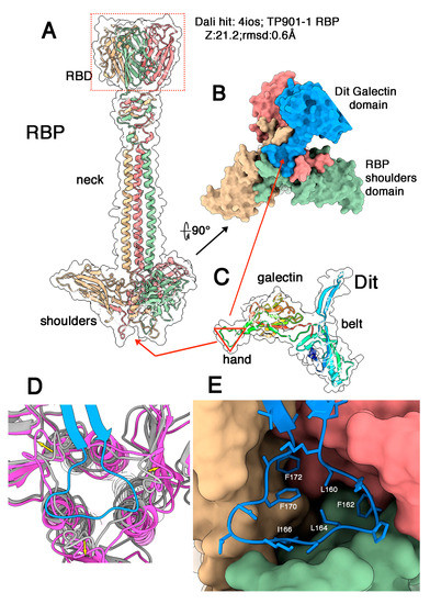 Exploring Structural Diversity among Adhesion Devices Encoded by Lactococcal P335 Phages with ...