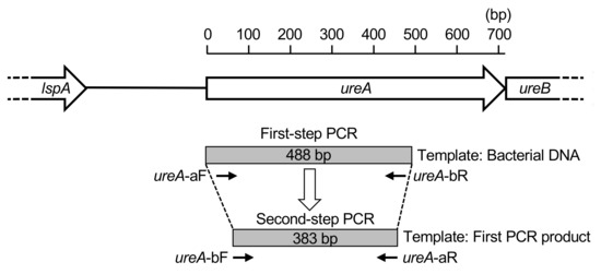 Detection of Helicobacter pylori from Extracted Teeth of a Patient with ...