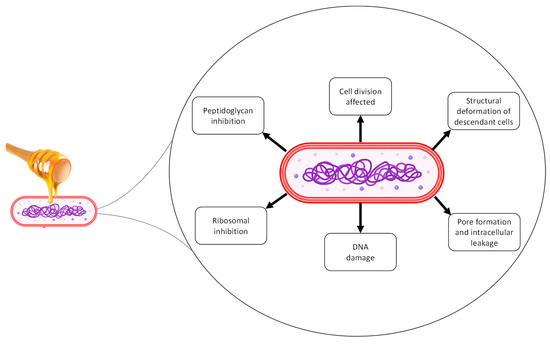 Antimicrobial Activity of Honey against Oral Microorganisms: Current ...