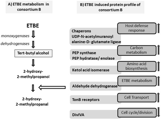 Comparative Proteomic Analysis of an Ethyl Tert-Butyl Ether-Degrading ...