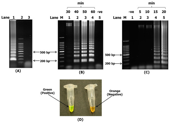 Improvements to the Rapid Detection of the Marine Pathogenic Bacterium ...