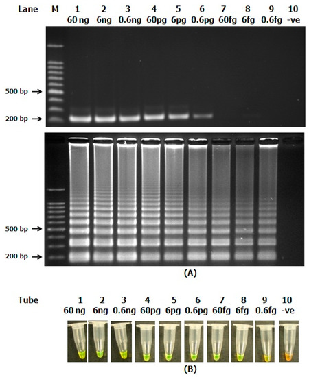 Improvements to the Rapid Detection of the Marine Pathogenic Bacterium, Vibrio harveyi, Using ...