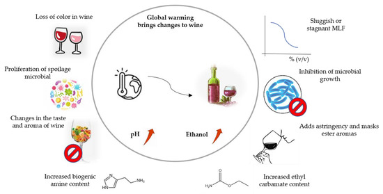 Malolactic Fermentation: New Approaches to Old Problems