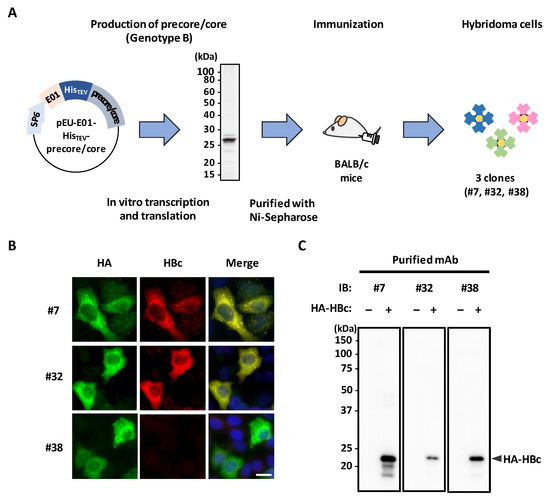 Generation and Utilization of a Monoclonal Antibody against Hepatitis B ...