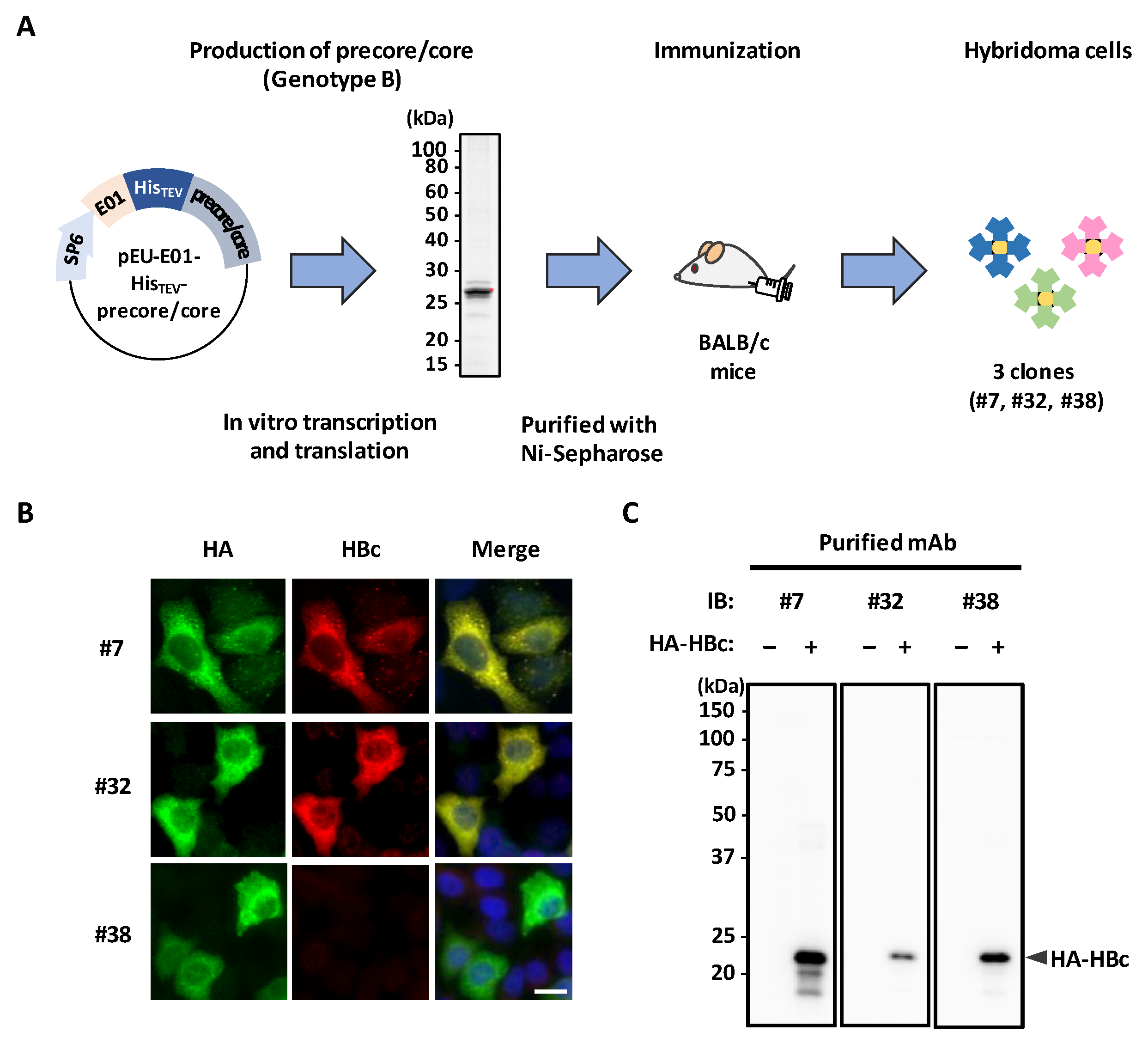 Generation and Utilization of a Monoclonal Antibody against Hepatitis B ...