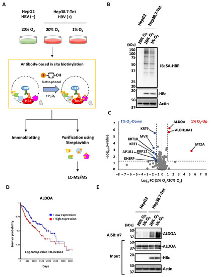 Generation and Utilization of a Monoclonal Antibody against Hepatitis B ...