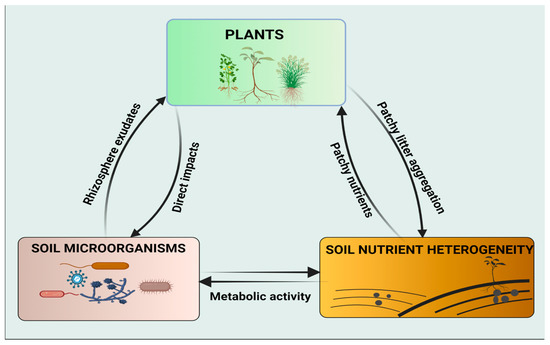 Microorganisms | Free Full-Text | Potential Roles of Soil ...