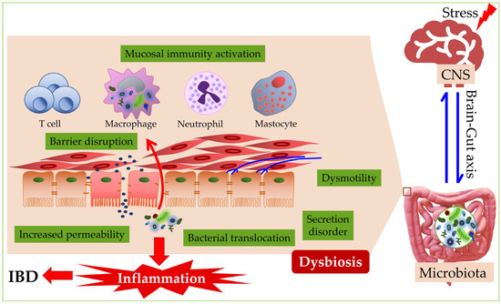 Homeostasis and Dysbiosis of the Intestinal Microbiota: Comparing ...