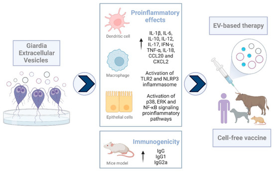 Protozoa-Derived Extracellular Vesicles on Intercellular Communication ...