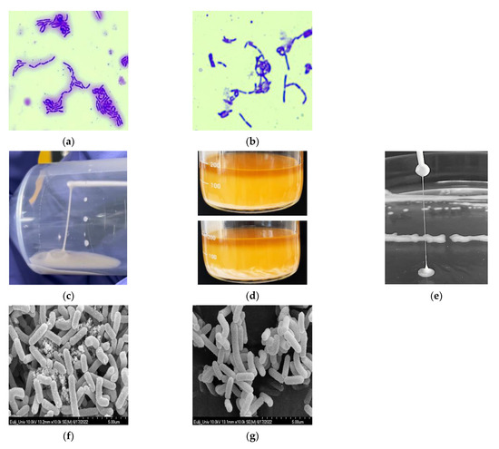 Potential Probiotic Properties of Exopolysaccharide-Producing ...