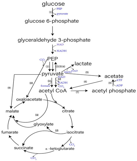 The Production of Pyruvate in Biological Technology: A Critical Review
