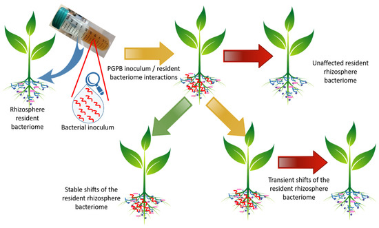 Impact of Plant-Beneficial Bacterial Inocula on the Resident Bacteriome ...