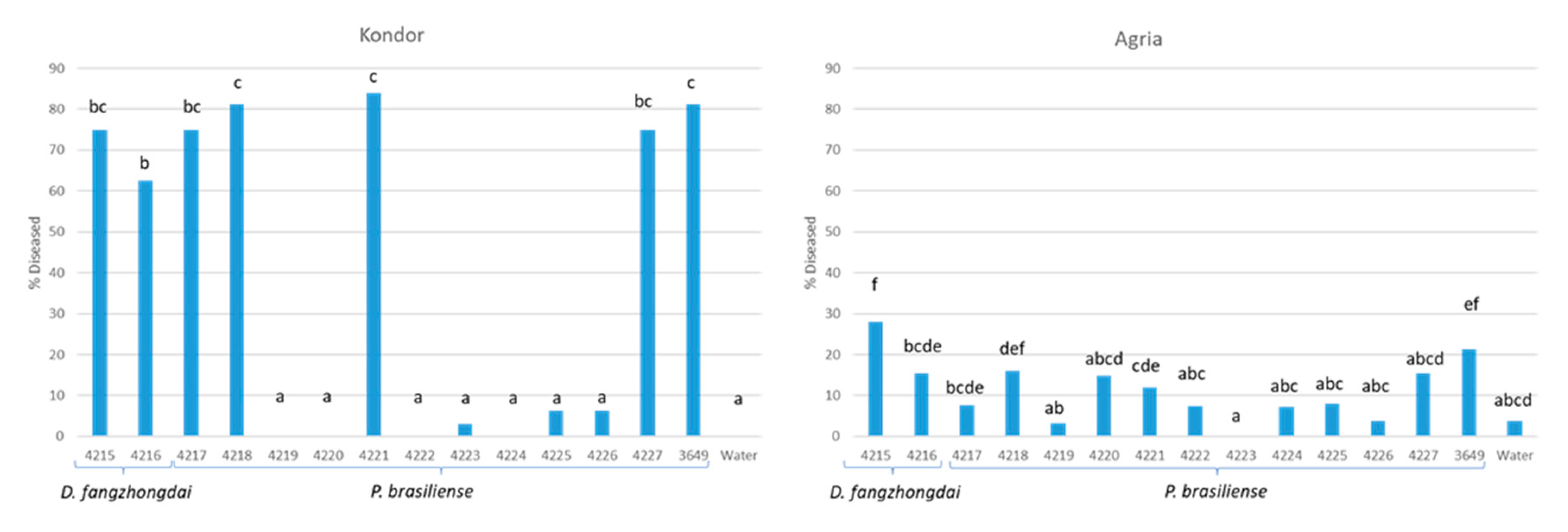 Natural Infections of Potato Plants Grown from Minitubers with Blackleg ...