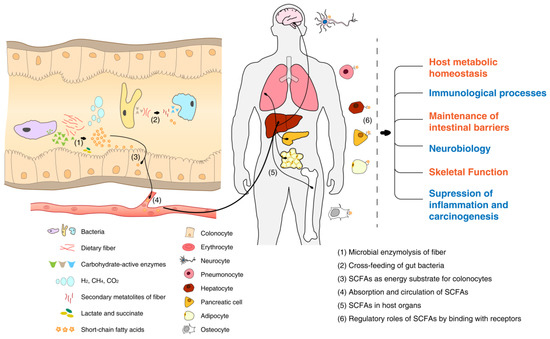 Dietary Fiber Intake and Gut Microbiota in Human Health