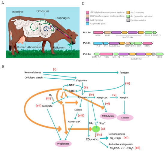 Microorganisms | Free Full-Text | Prevotella: A Key Player in Ruminal ...