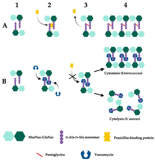 Vancomycin Resistance in Enterococcus and Staphylococcus aureus