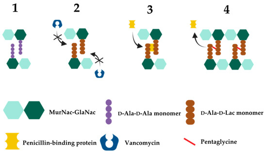 Vancomycin Resistance in Enterococcus and Staphylococcus aureus