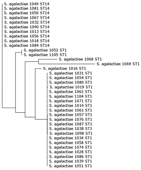 Molecular Epidemiology of Group B Streptococcus Colonization in ...