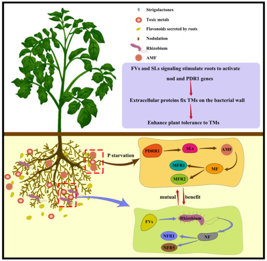 Signaling and Detoxification Strategies in Plant-Microbes Symbiosis ...
