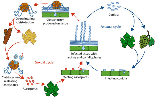 Current Trends and Perspectives on Predictive Models for Mildew ...