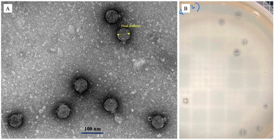 A New Kayfunavirus-like Escherichia Phage vB_EcoP-Ro45lw with ...