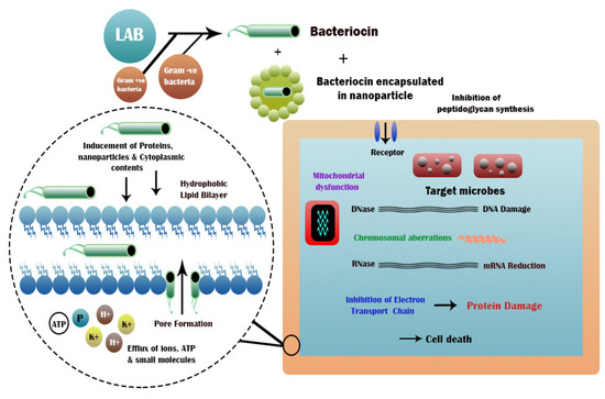 Recent Trends and Applications of Nanoencapsulated Bacteriocins against ...
