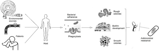 Updated Review on the Mechanisms of Pathogenicity in Mycobacterium ...