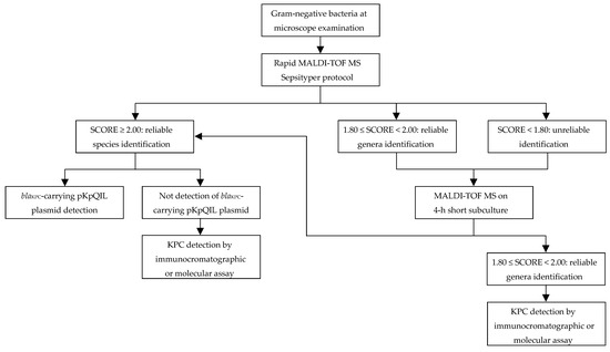 Gram Positive Rods Algorithm