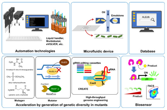 Adaptive Laboratory Evolution of Microorganisms: Methodology and ...