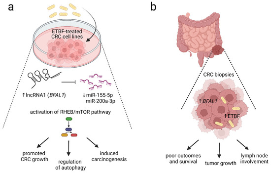 Gut Microbiota–MicroRNA Interactions in Intestinal Homeostasis and ...