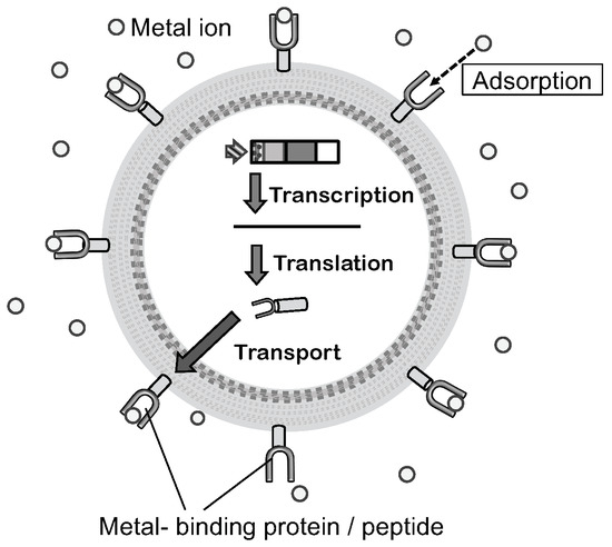 Progress of Molecular Display Technology Using Saccharomyces cerevisiae ...