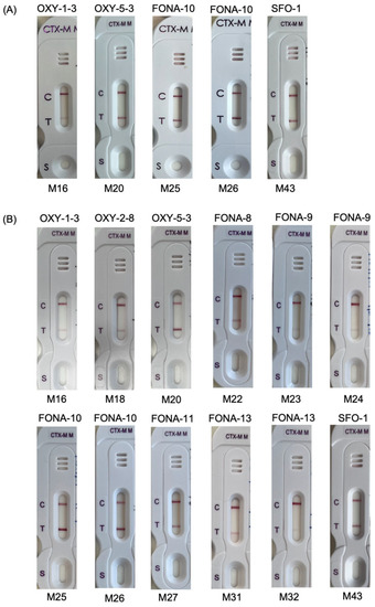 Evaluation of a Lateral Flow Immunoassay for Rapid Detection of CTX-M ...