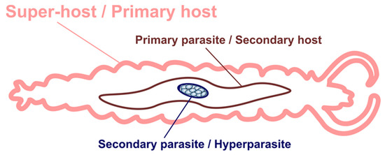 Diversity, Distribution, and Development of Hyperparasitic ...