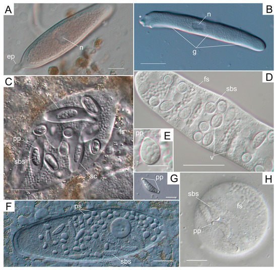 Microorganisms | Free Full-Text | Diversity, Distribution, and ...