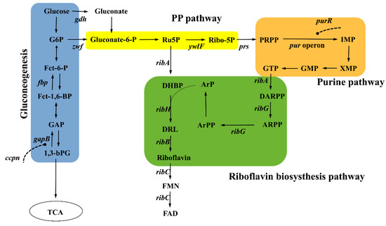 Metabolic Engineering of Bacillus subtilis for Riboflavin Production: A ...