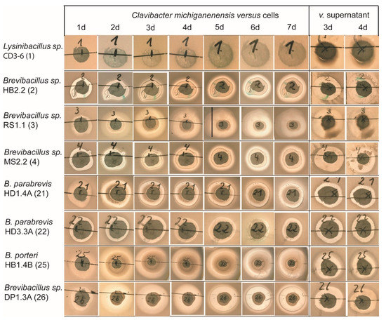 Novel Plant-Associated Brevibacillus and Lysinibacillus Genomospecies ...