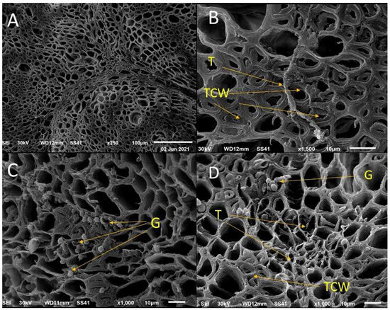 Domiciliation of Trichoderma asperellum Suppresses Globiosporangium ...