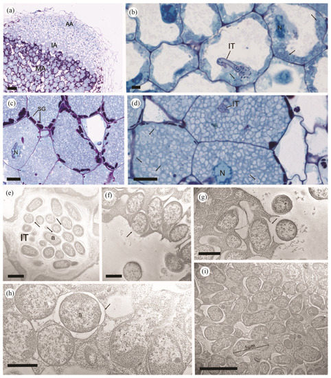 Sphingomonas sediminicola Is an Endosymbiotic Bacterium Able to Induce ...