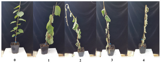Characterization of Phytopythium Species Involved in the Establishment ...
